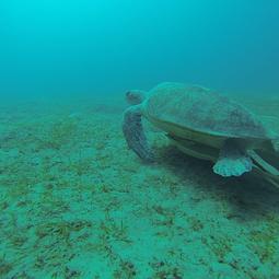 Simaima Petzold crowdfunding with University of Essex